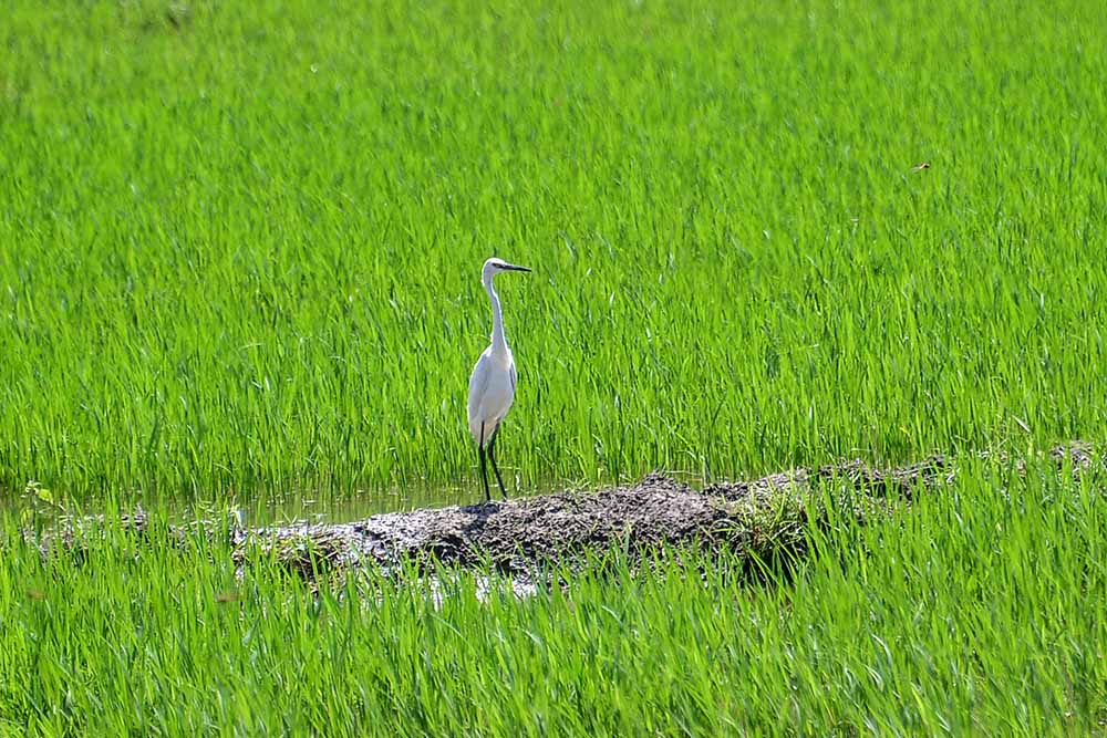Jungle Farm at Laguna Lang Co: A Natural & Organic Experience