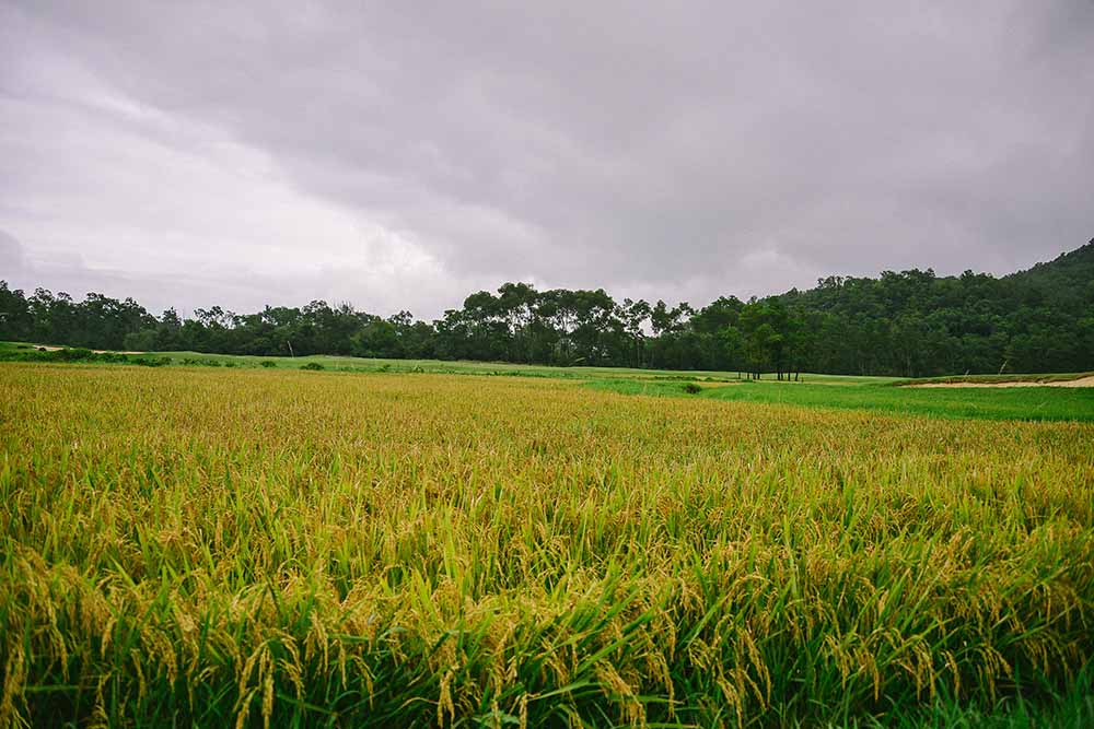 Jungle Farm at Laguna Lang Co: A Natural & Organic Experience