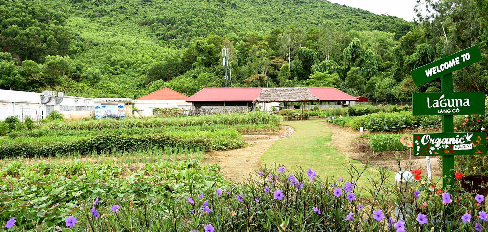 Organic Farm Tour at Laguna Lang Co: Sustainable Farming Experience